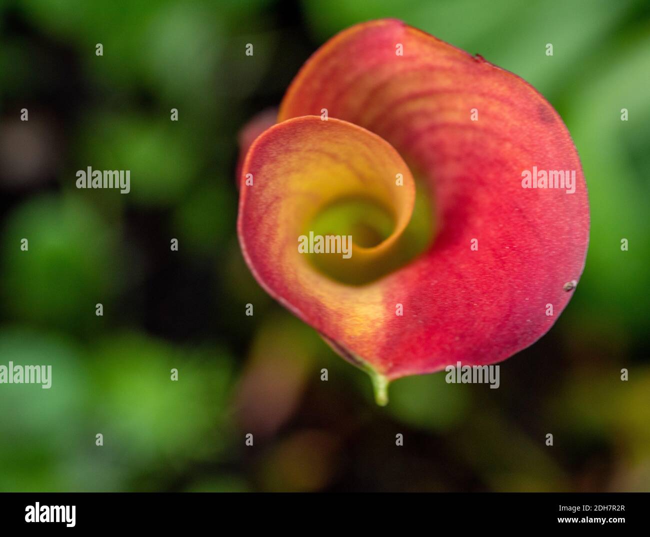 Calas hi-res stock photography and images - Alamy