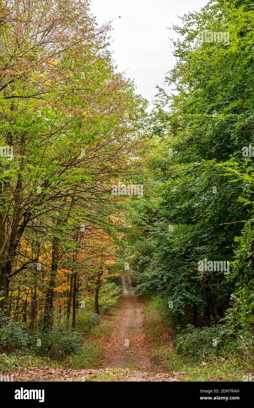 Pines path light hi-res stock photography and images - Alamy