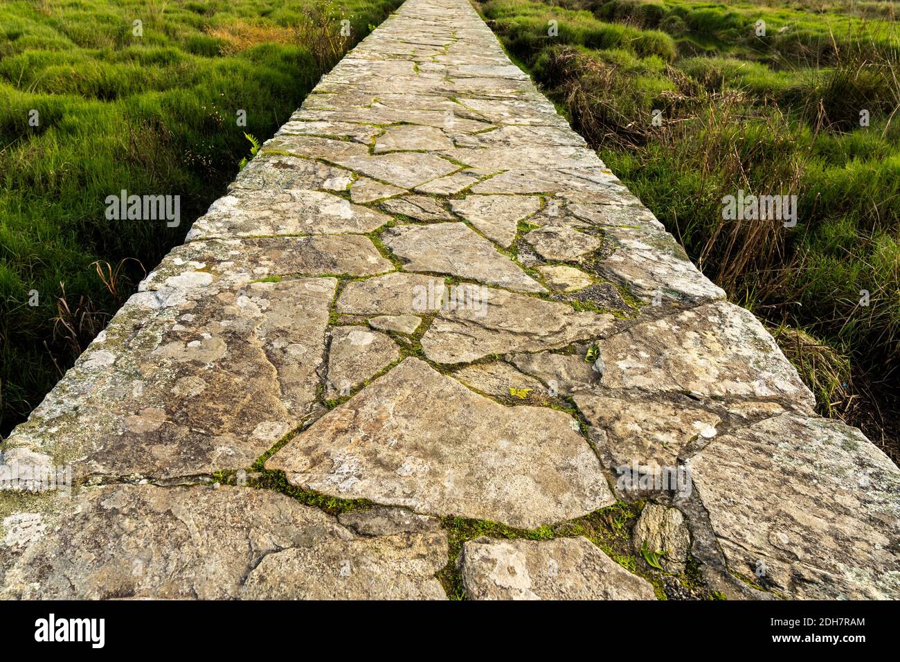 A massive stone walkway leading through green marsh and swam wetlands ...