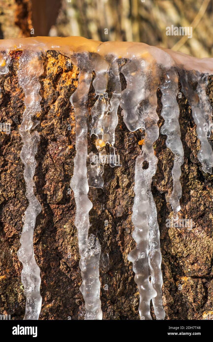 Tree stump with frozen icicles Stock Photo - Alamy