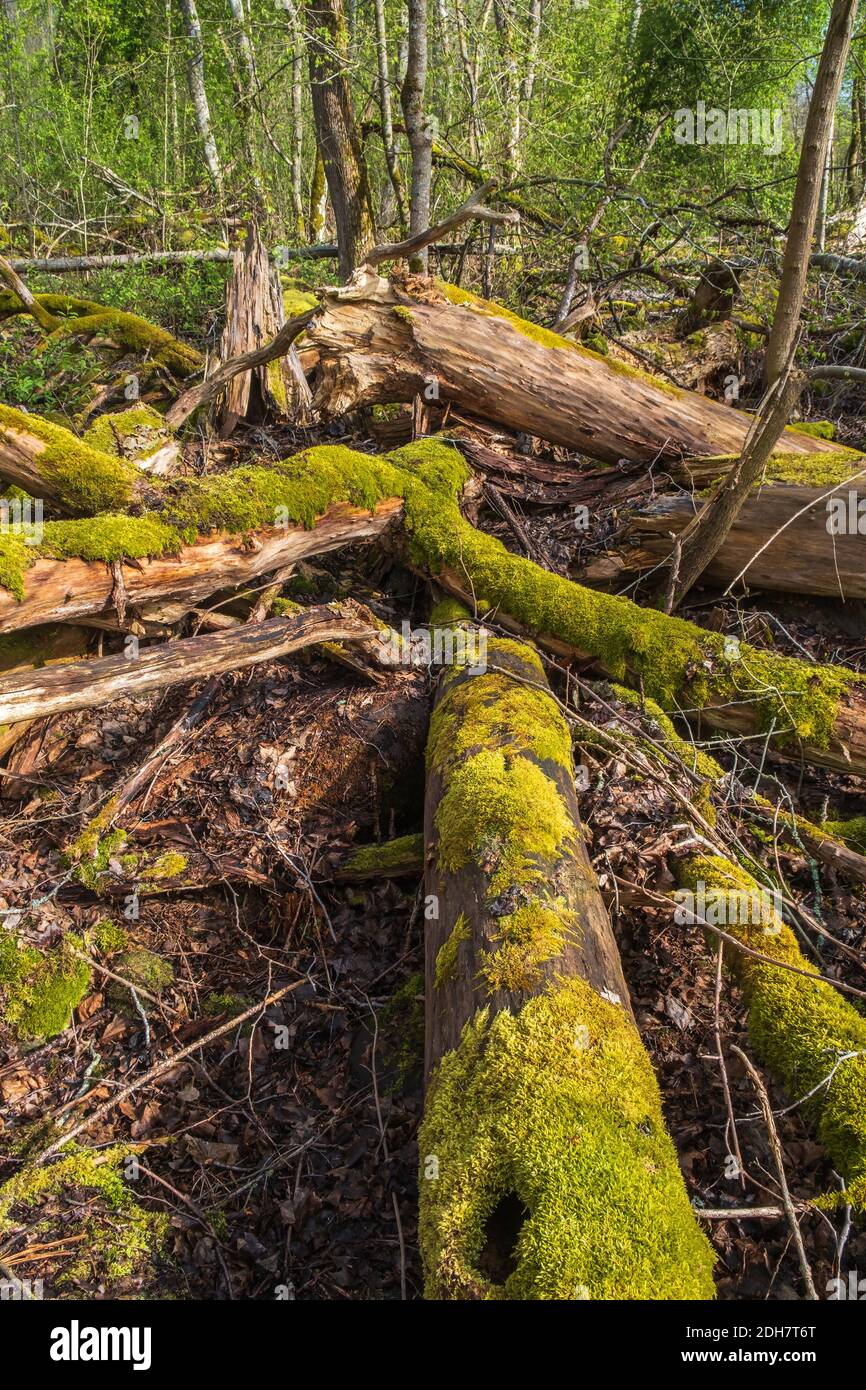 Rotten tree trunks covered with moss in a woodland Stock Photo - Alamy