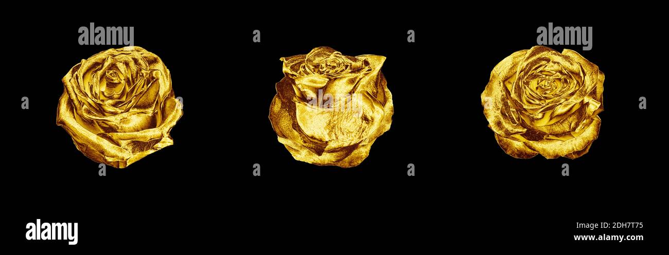 Golden rose flowers set black background isolated closeup, three gold ...