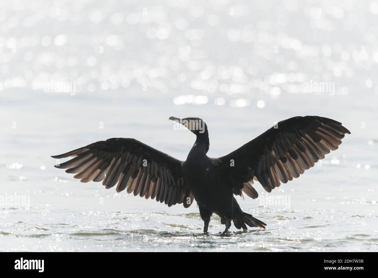 Cormorant with wings spread hi-res stock photography and images - Alamy
