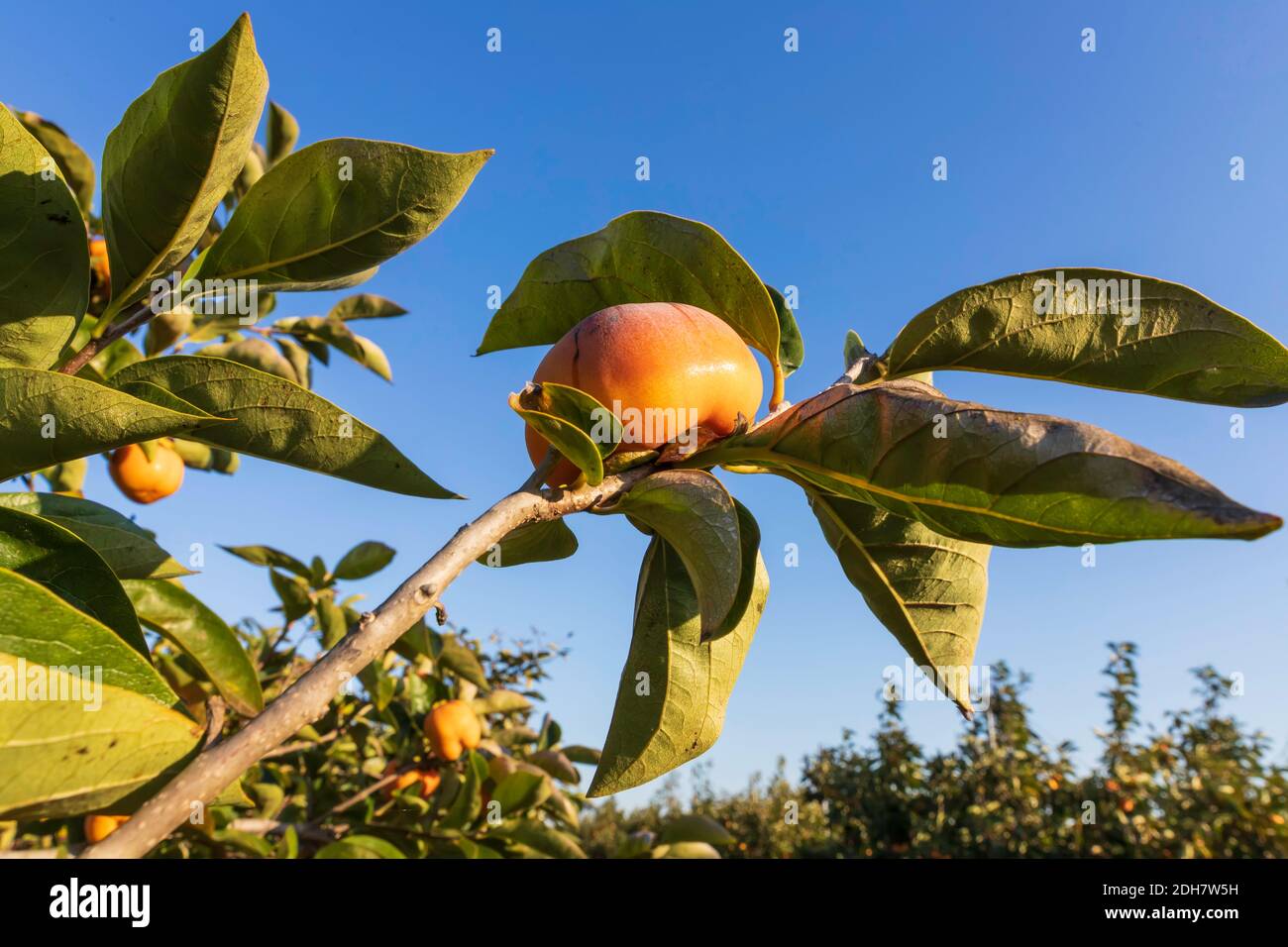 Ripe fruit of persimmon tree close up hanging on branches among foliage ...