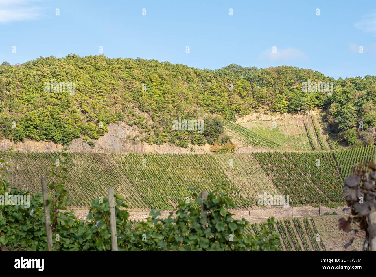 Viticulture wine growing hi-res stock photography and images - Alamy