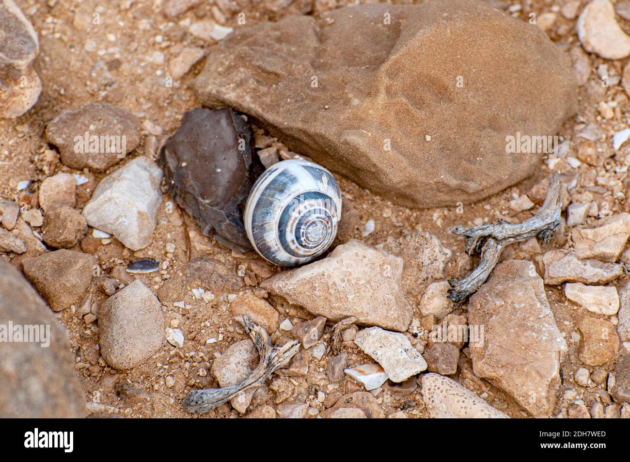 Pile of snail shells hi-res stock photography and images - Alamy