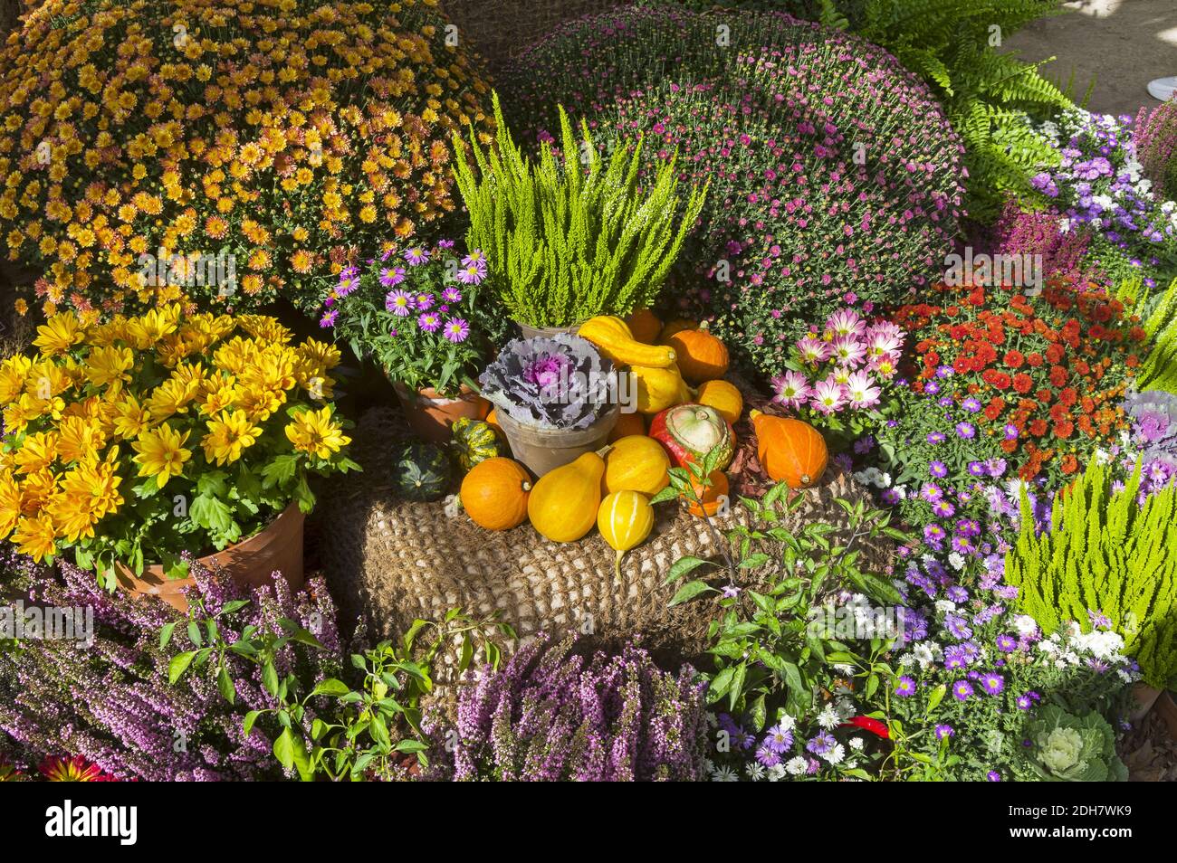 Beautiful autumn composition squash hi-res stock photography and images ...