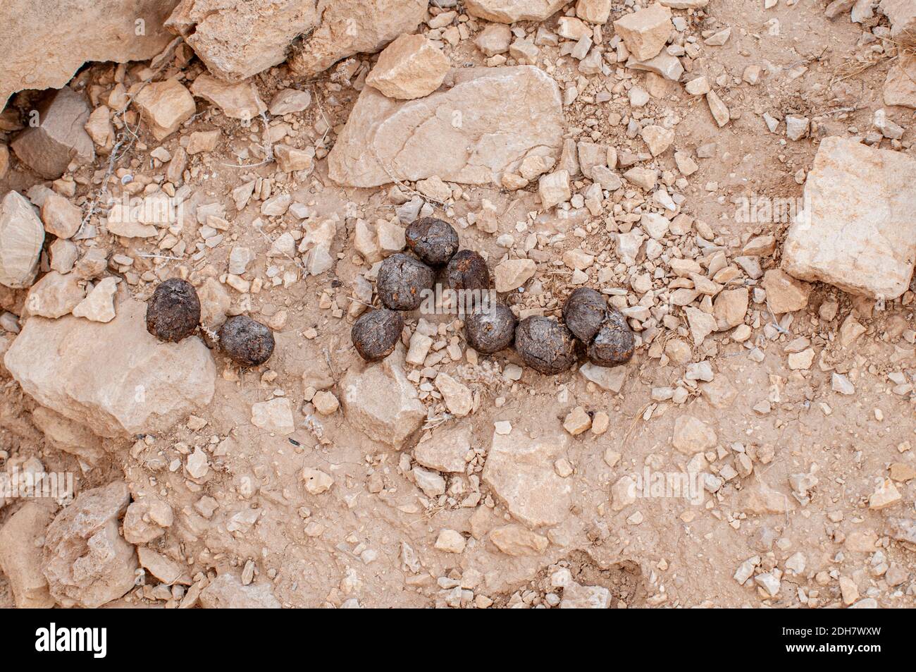 Animal Droppings High Resolution Stock Photography and Images - Alamy