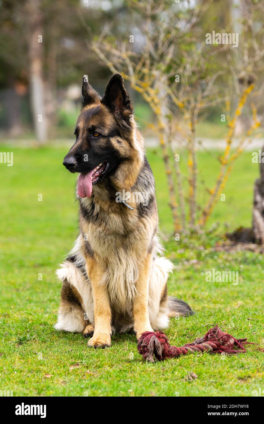portrait of german shepherd in the grass Stock Photo - Alamy