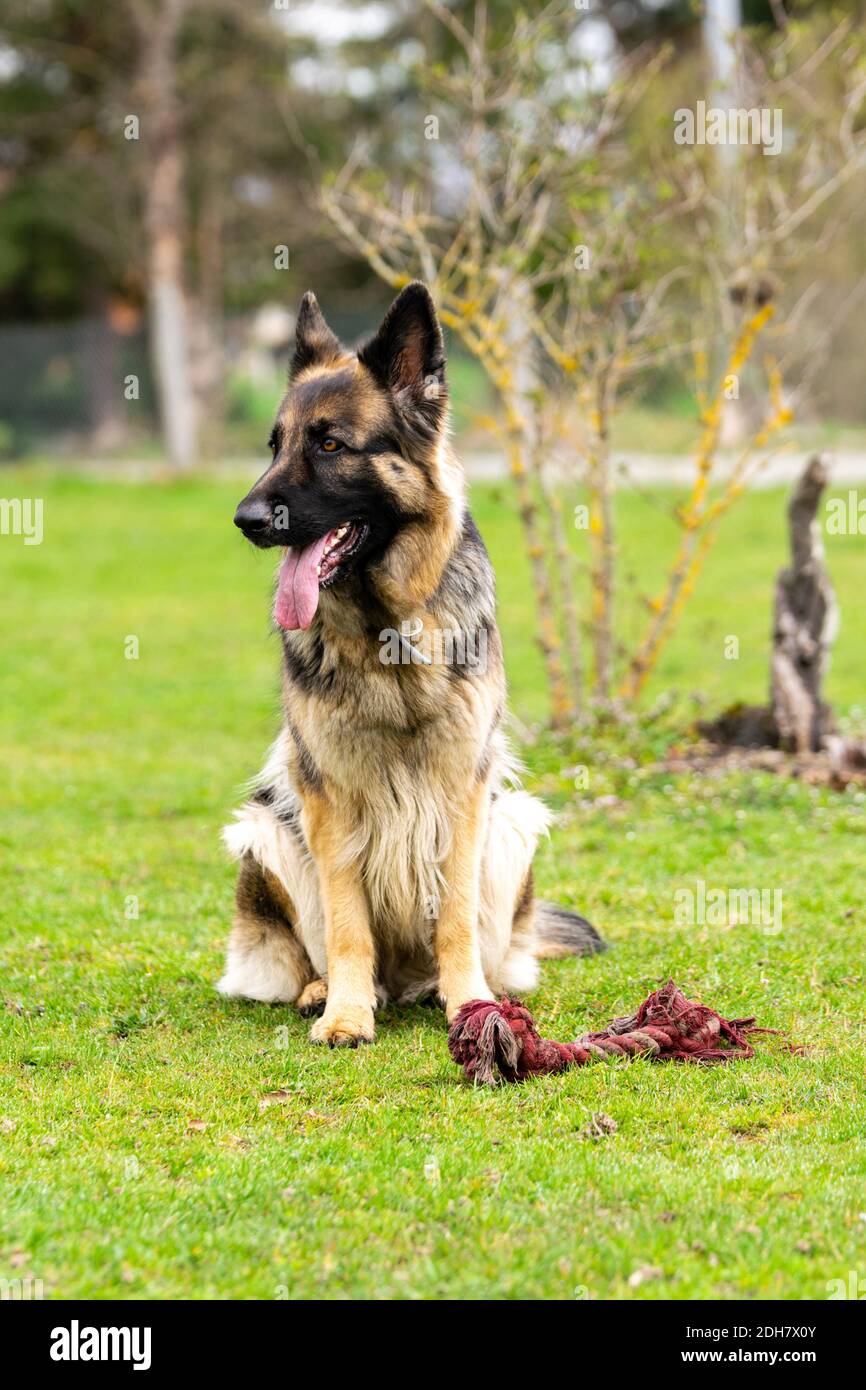 portrait of german shepherd in the grass Stock Photo - Alamy