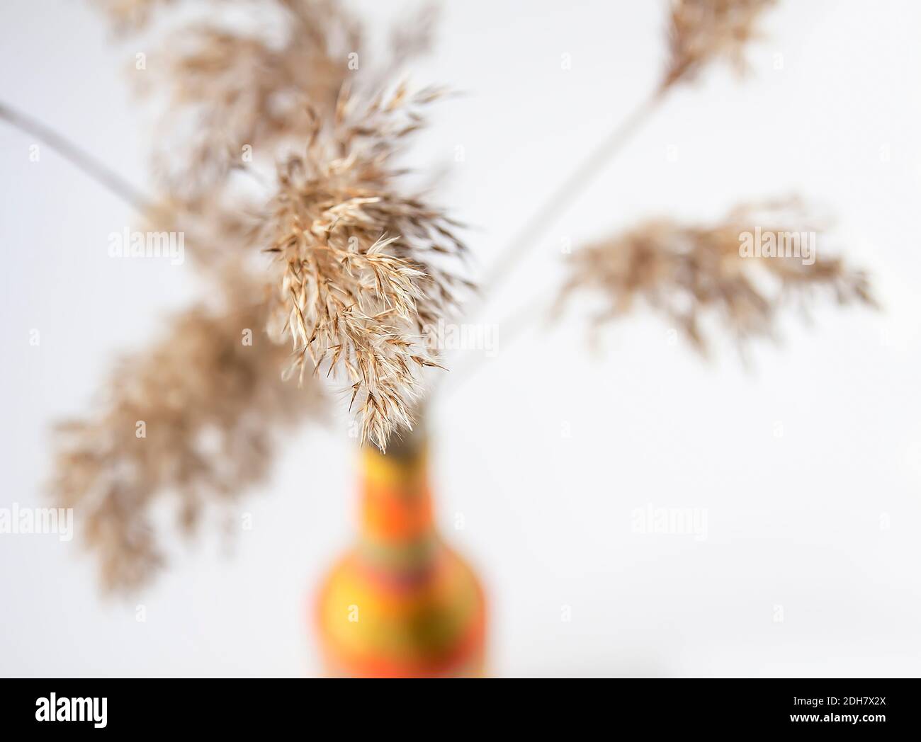 Bouquet of the dry natural reed plants in ceramic vase on white ...