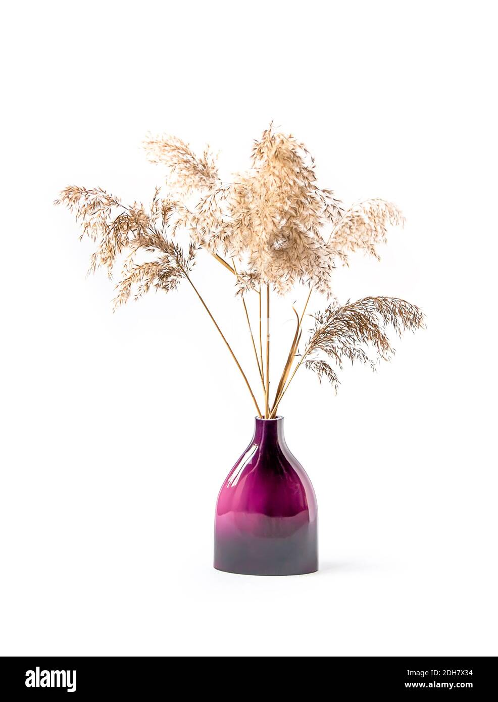 Bouquet of the dry natural reed plants in ceramic vase on white ...