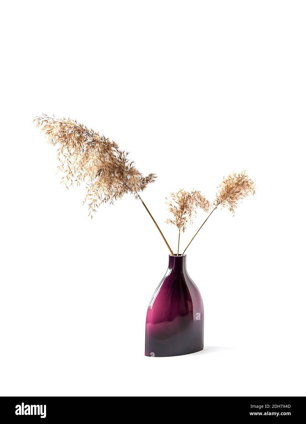 Bouquet of the dry natural reed plants in ceramic vase on white ...