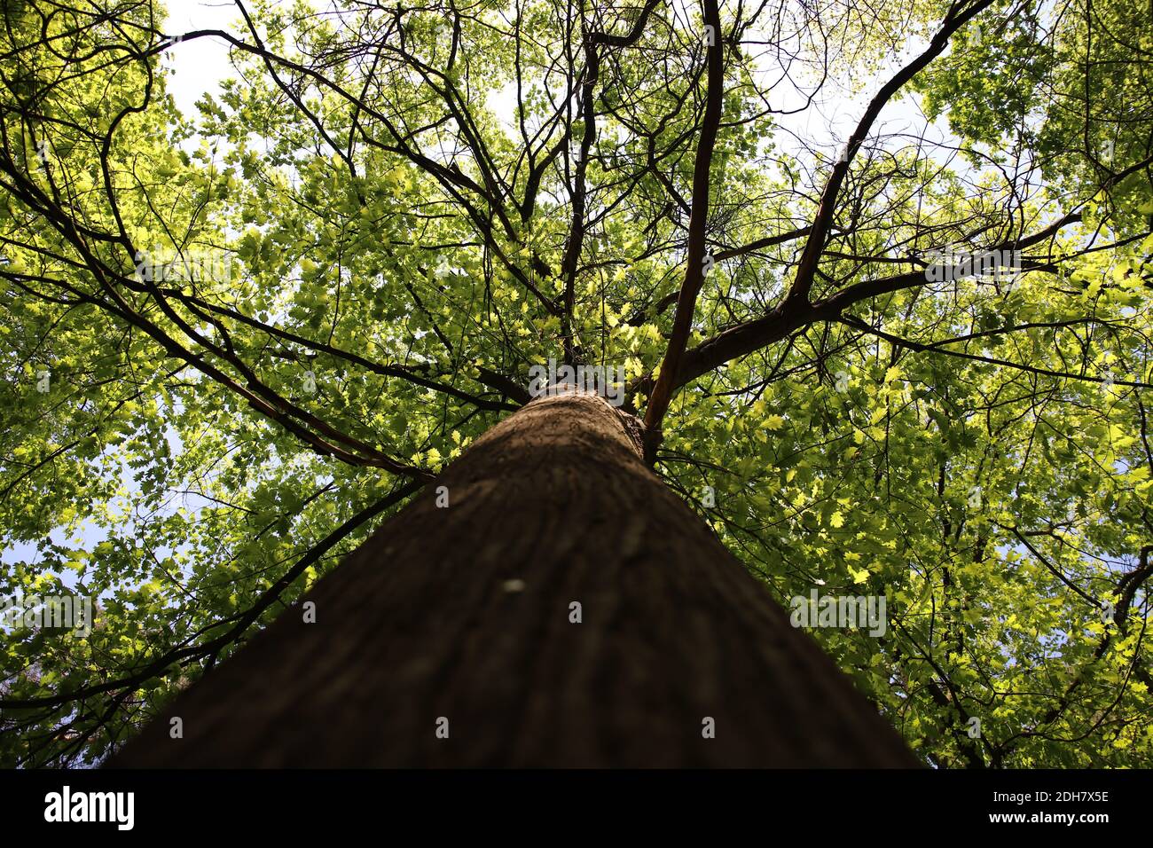 A low angle shot of a tree and its branches Stock Photo - Alamy
