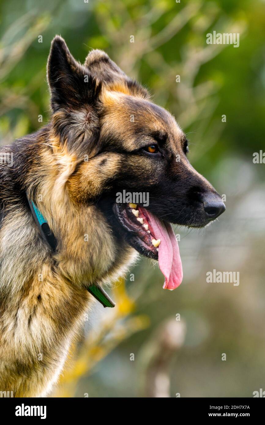 Portrait de berger allemand hi-res stock photography and images - Alamy