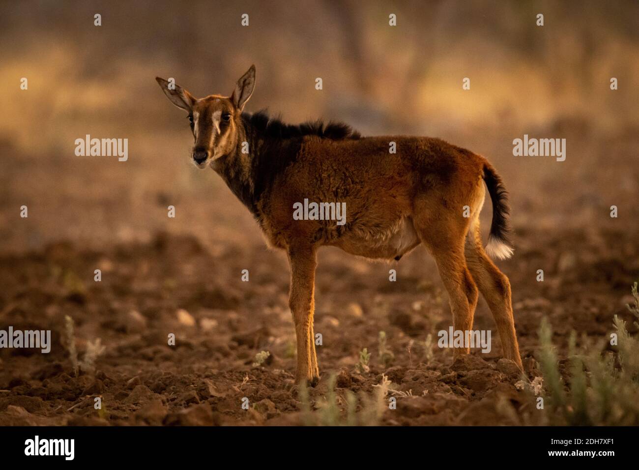 Baby sable antelope stands on muddy ground Stock Photo - Alamy