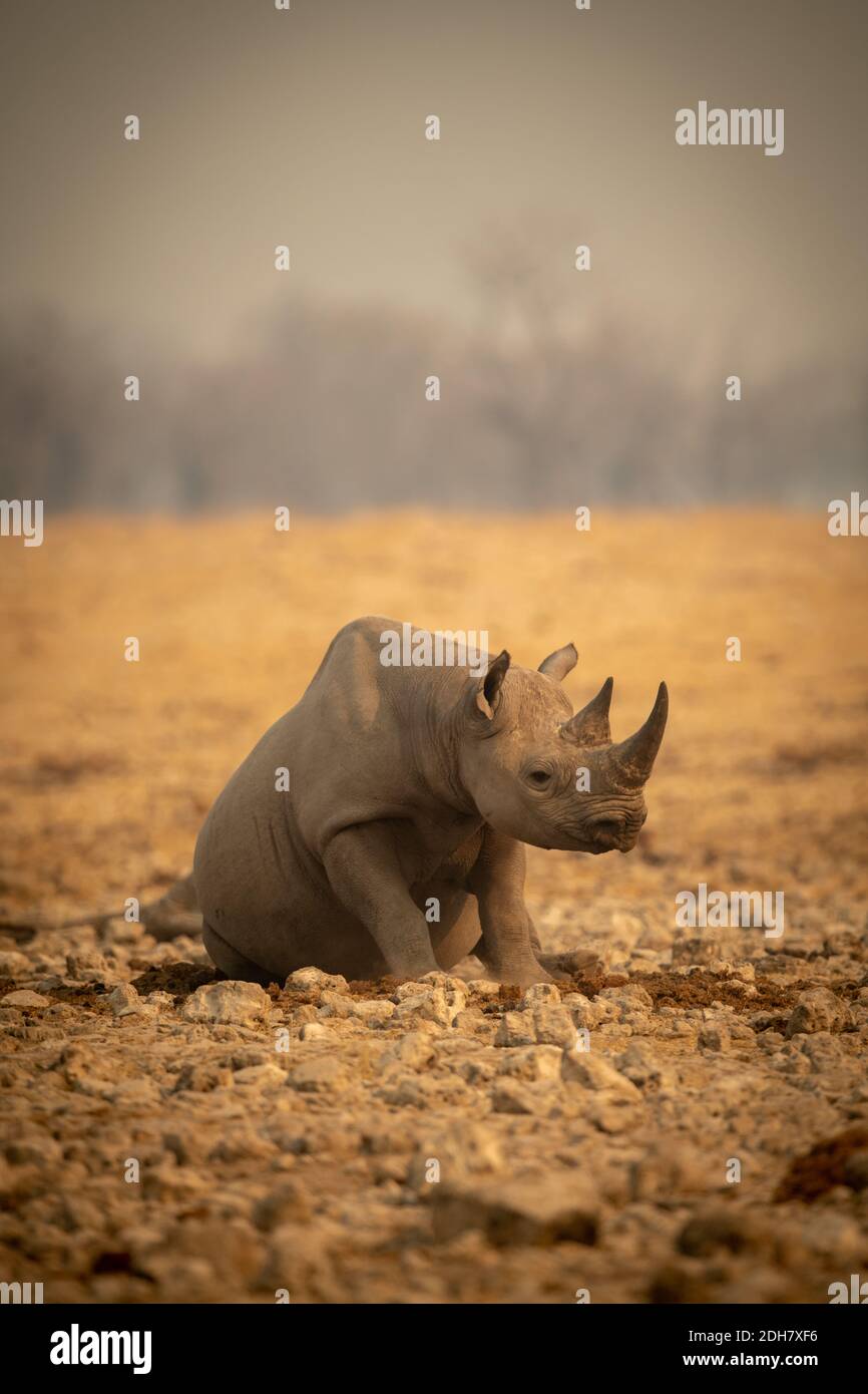 Rhino among trees hi-res stock photography and images - Alamy