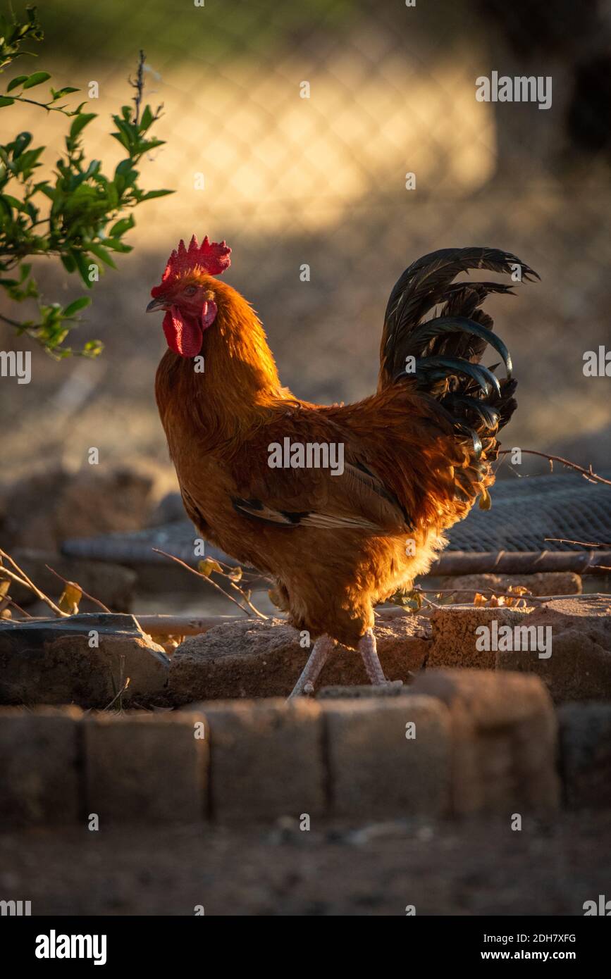 Backlit rooster walks past bricks towards bush Stock Photo - Alamy