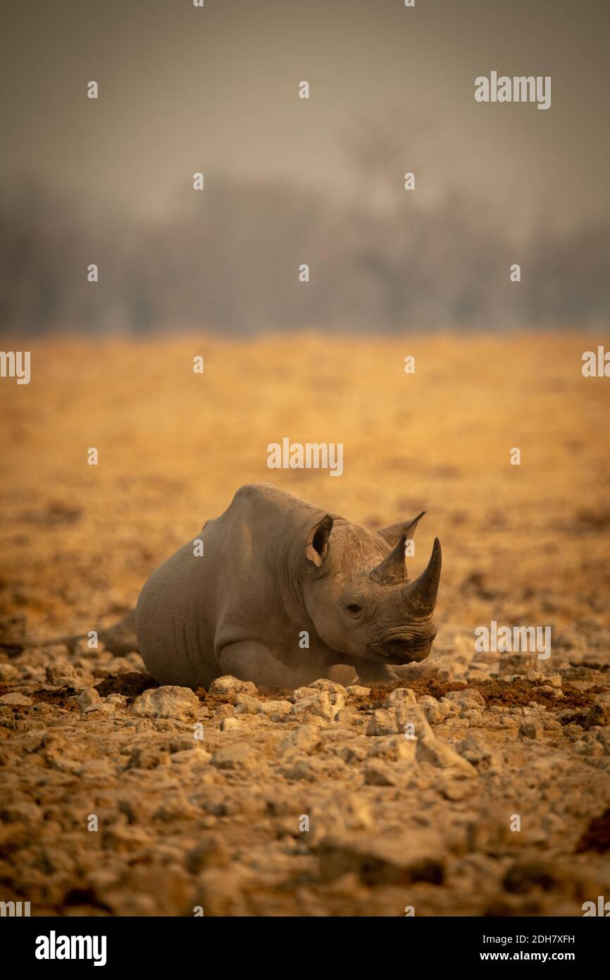 Rhino among trees hi-res stock photography and images - Alamy