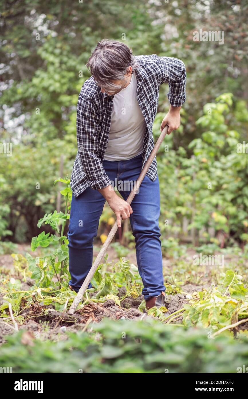 Man working vegetable farm hi-res stock photography and images - Alamy