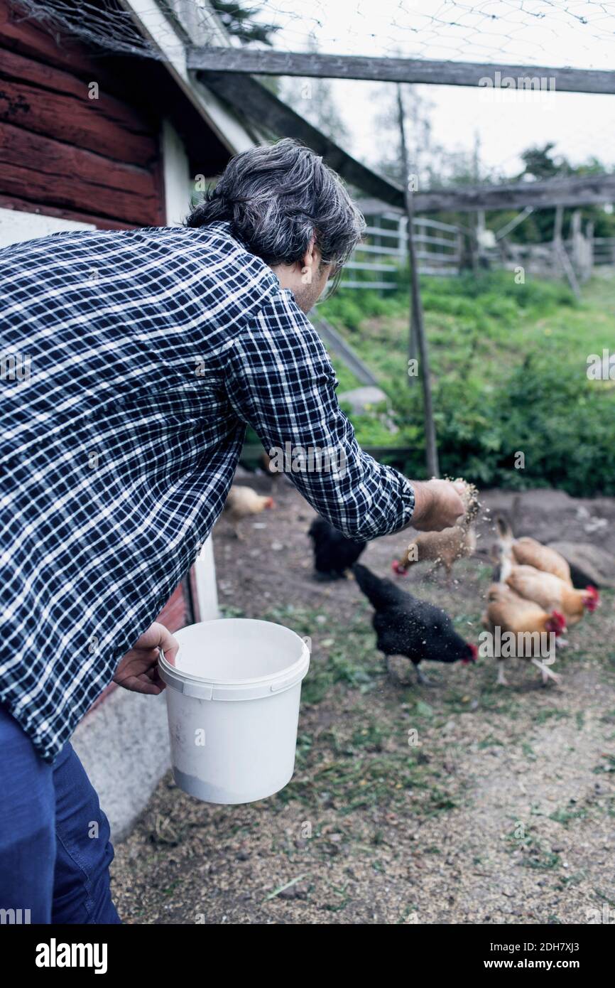Man feeding chickens at poultry farm Stock Photo - Alamy