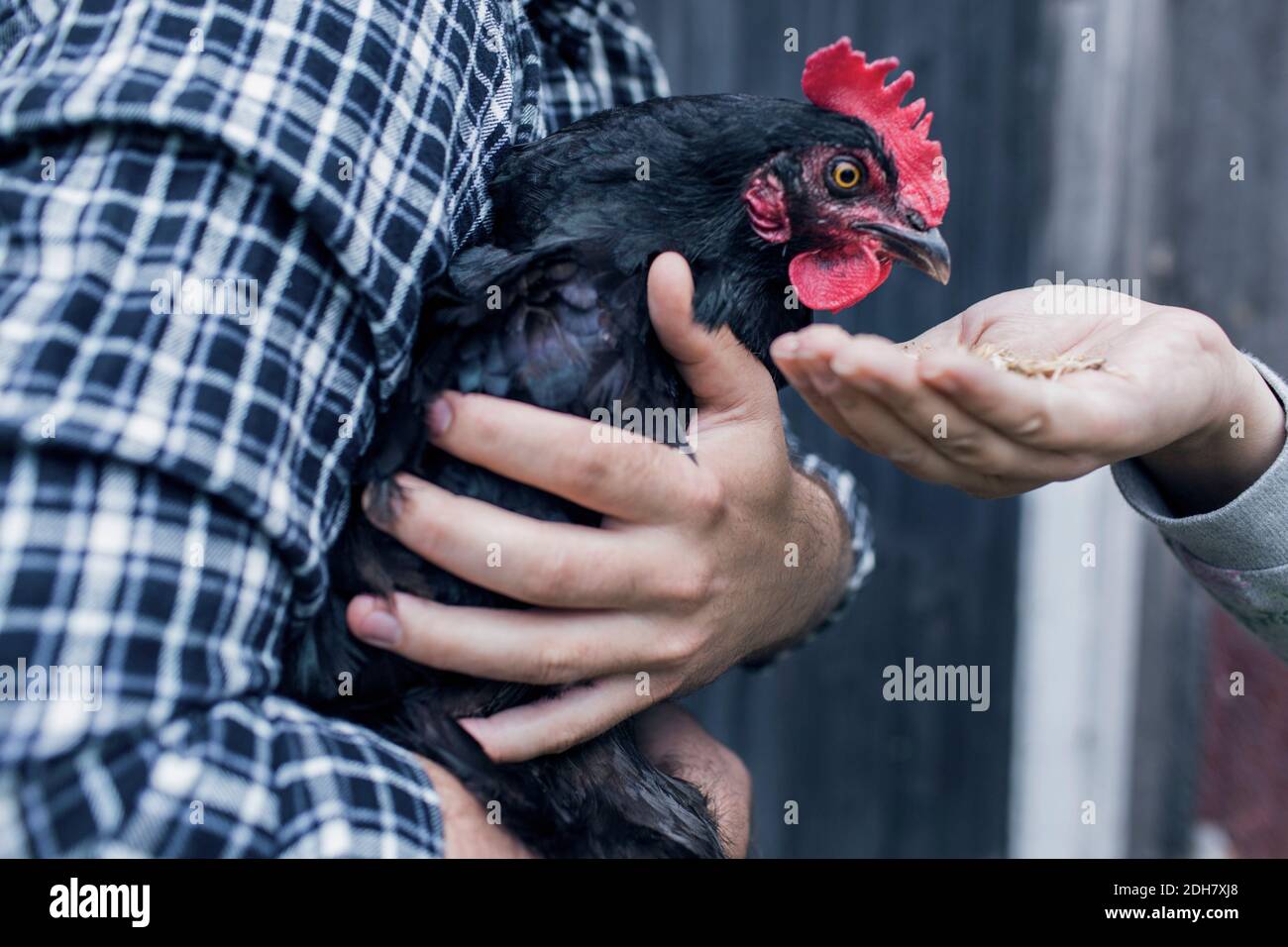 Man with hen hi-res stock photography and images - Alamy