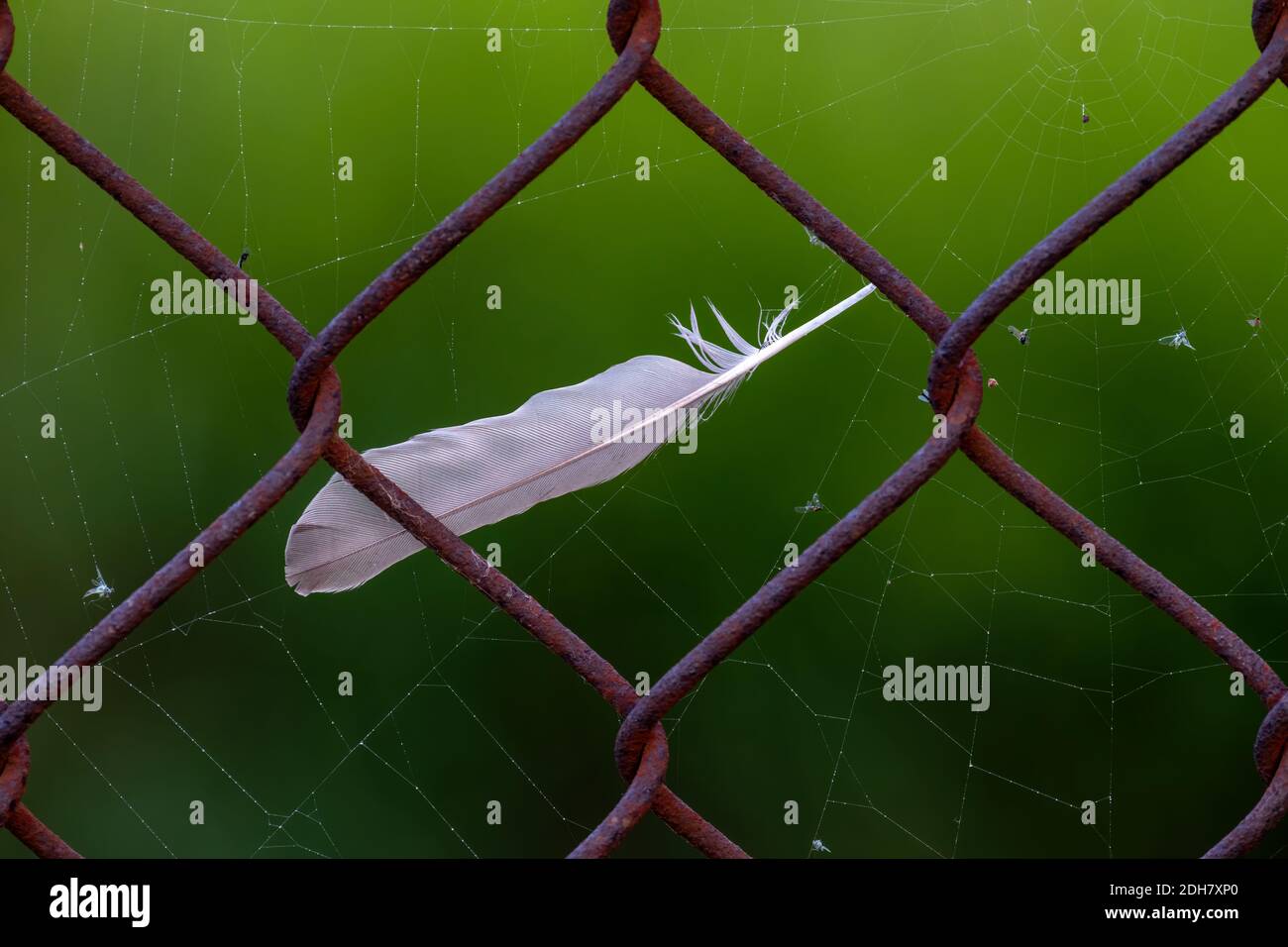 A falling white feather seen through a fence grid Stock Photo - Alamy