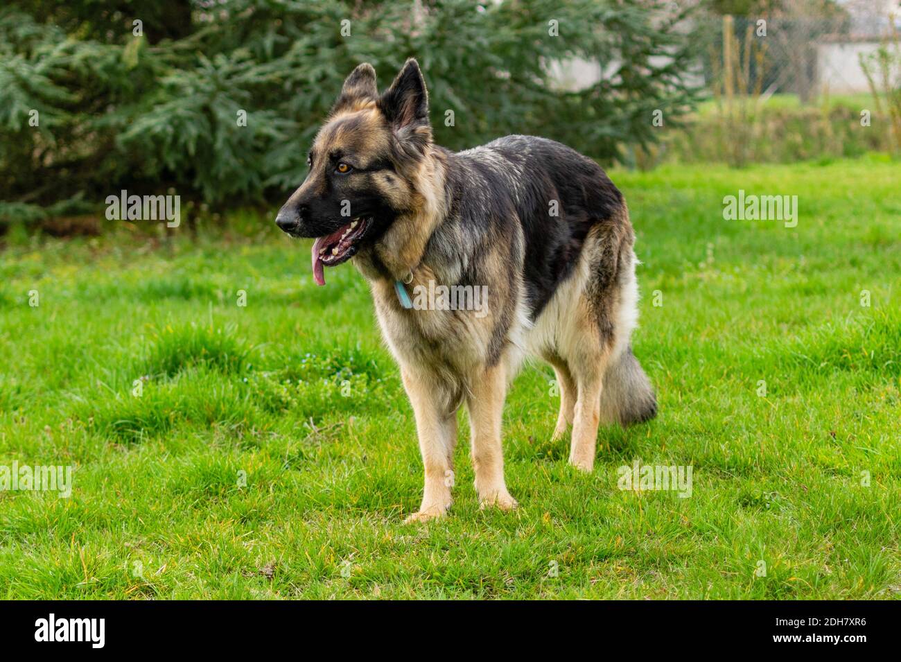 portrait of german shepherd in the grass Stock Photo - Alamy