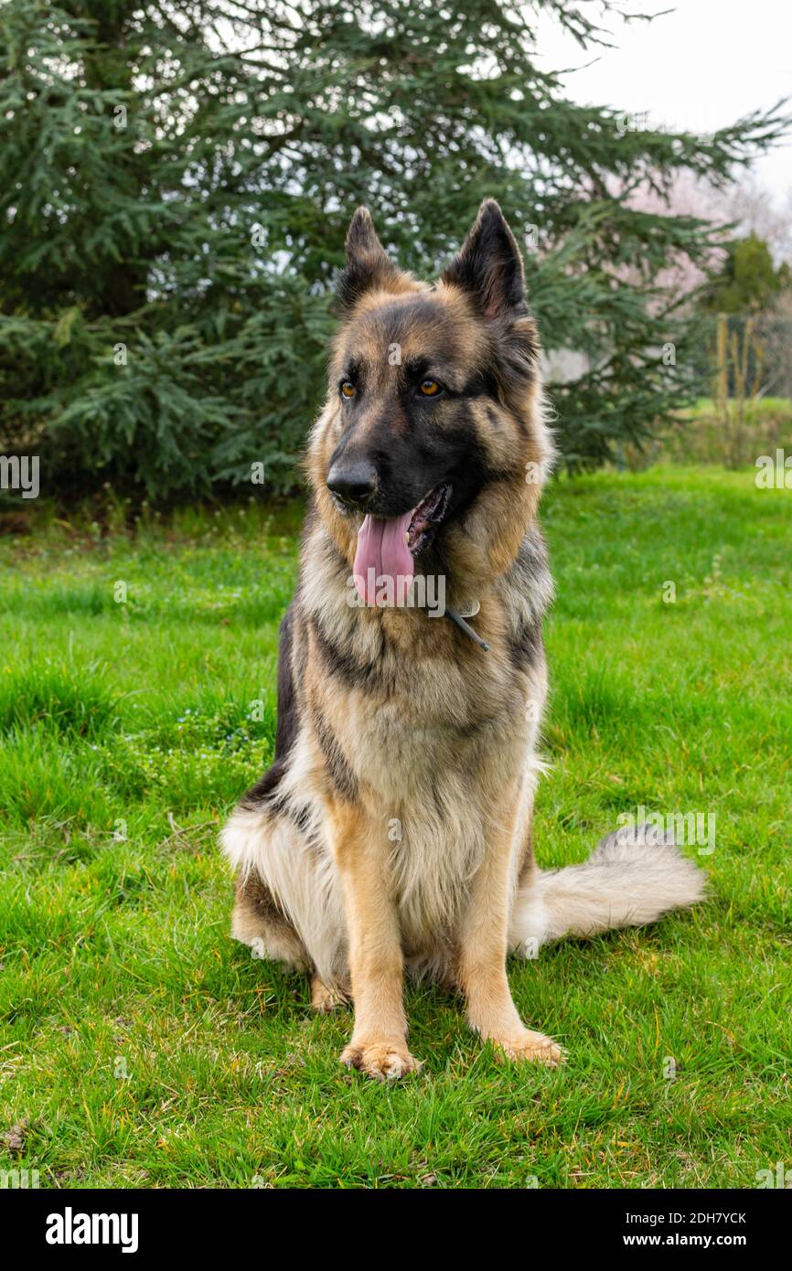 portrait of german shepherd in the grass Stock Photo - Alamy