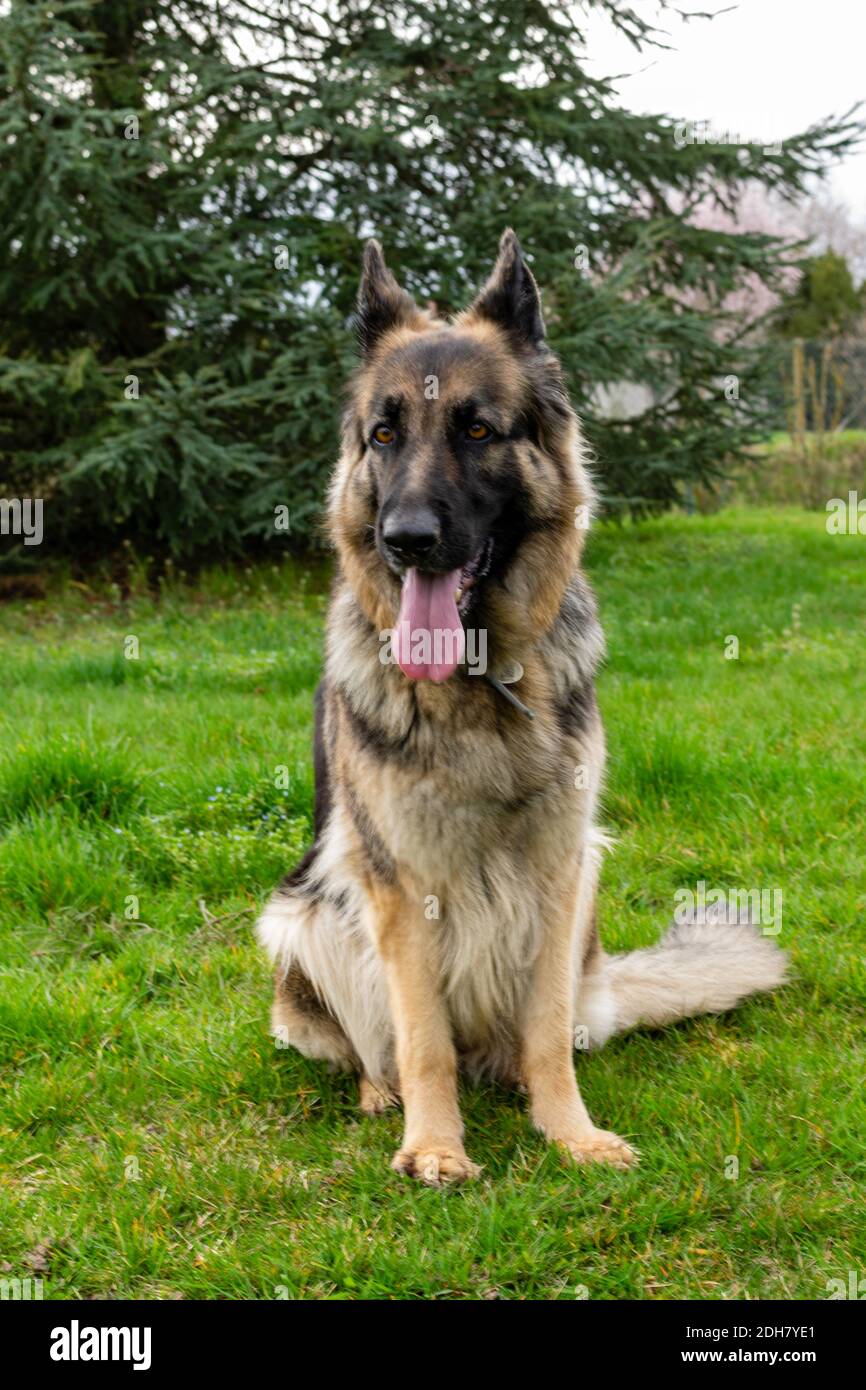 Portrait de berger allemand hi-res stock photography and images - Alamy
