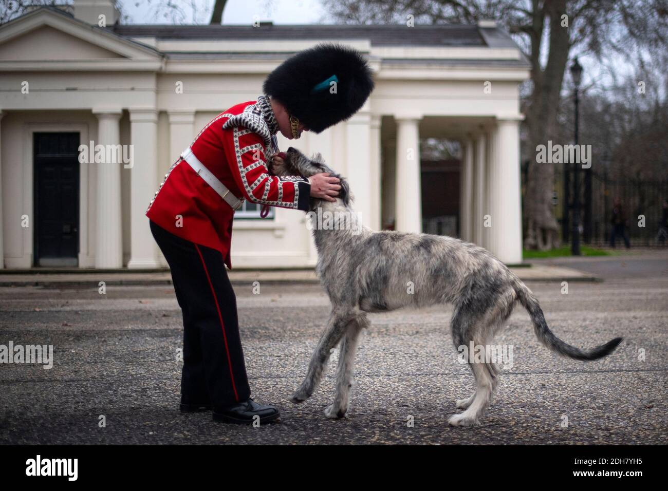 The Irish Guards' new canine regimental mascot, an Irish wolfhound ...