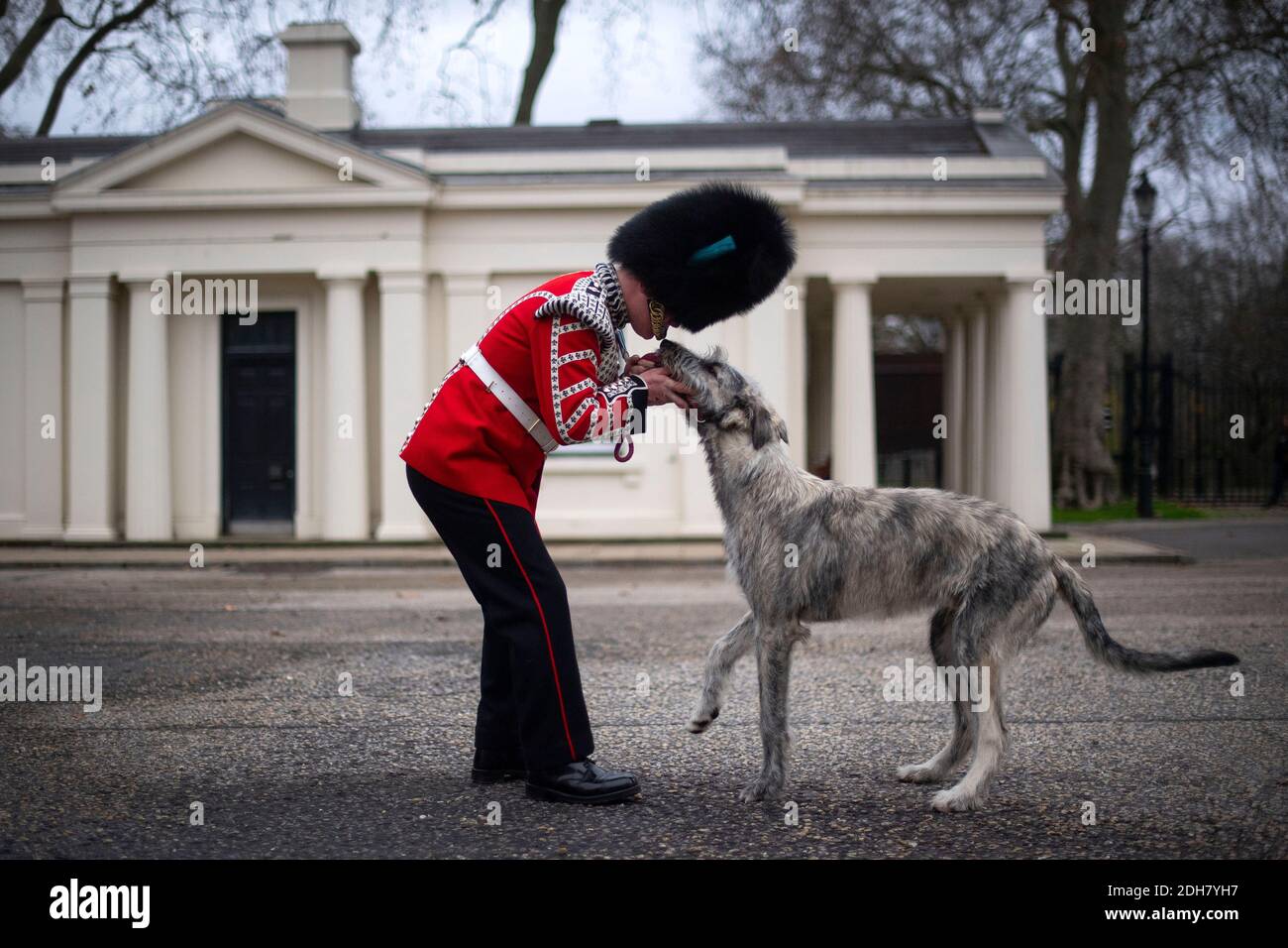 The Irish Guards' new canine regimental mascot, an Irish wolfhound ...