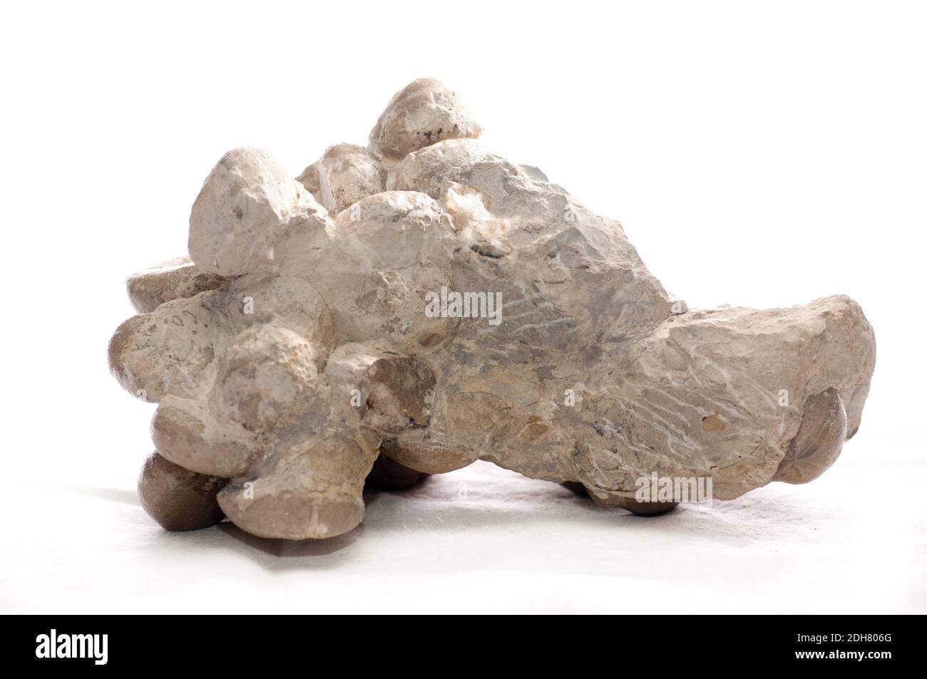 Macraster Fossil Sea Urchins petrifed organic animal Stock Photo - Alamy