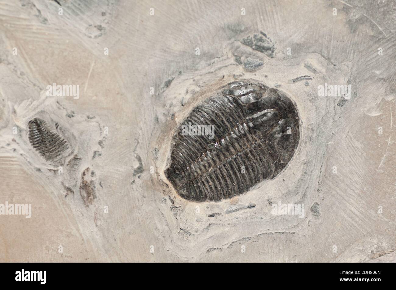 trilobite stone fossil sample with ridges and detail Stock Photo - Alamy