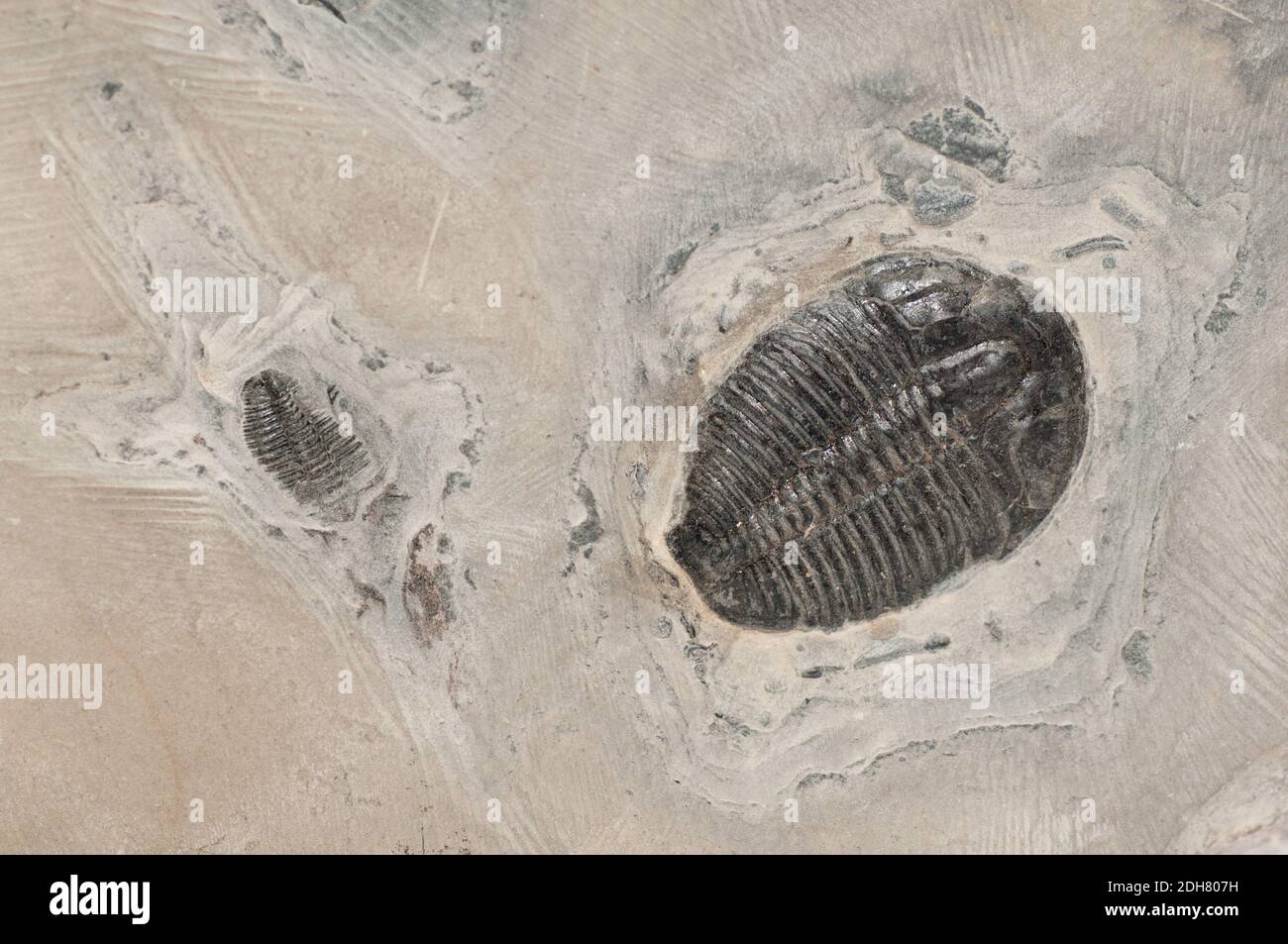 trilobite stone fossil sample with ridges and detail Stock Photo - Alamy