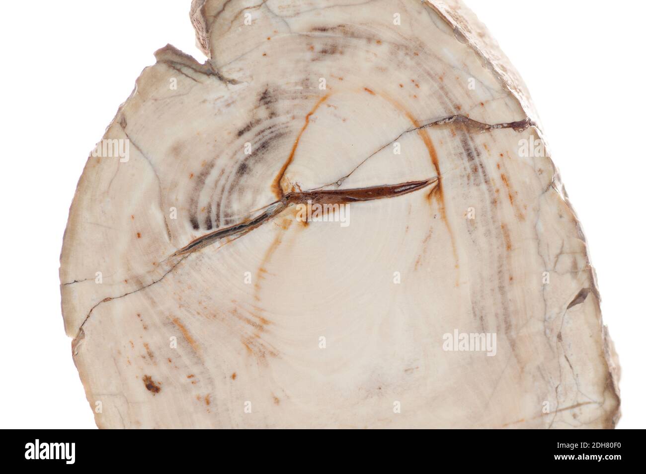 petrified wood mineral fossil sample cross section showing tree rings ...