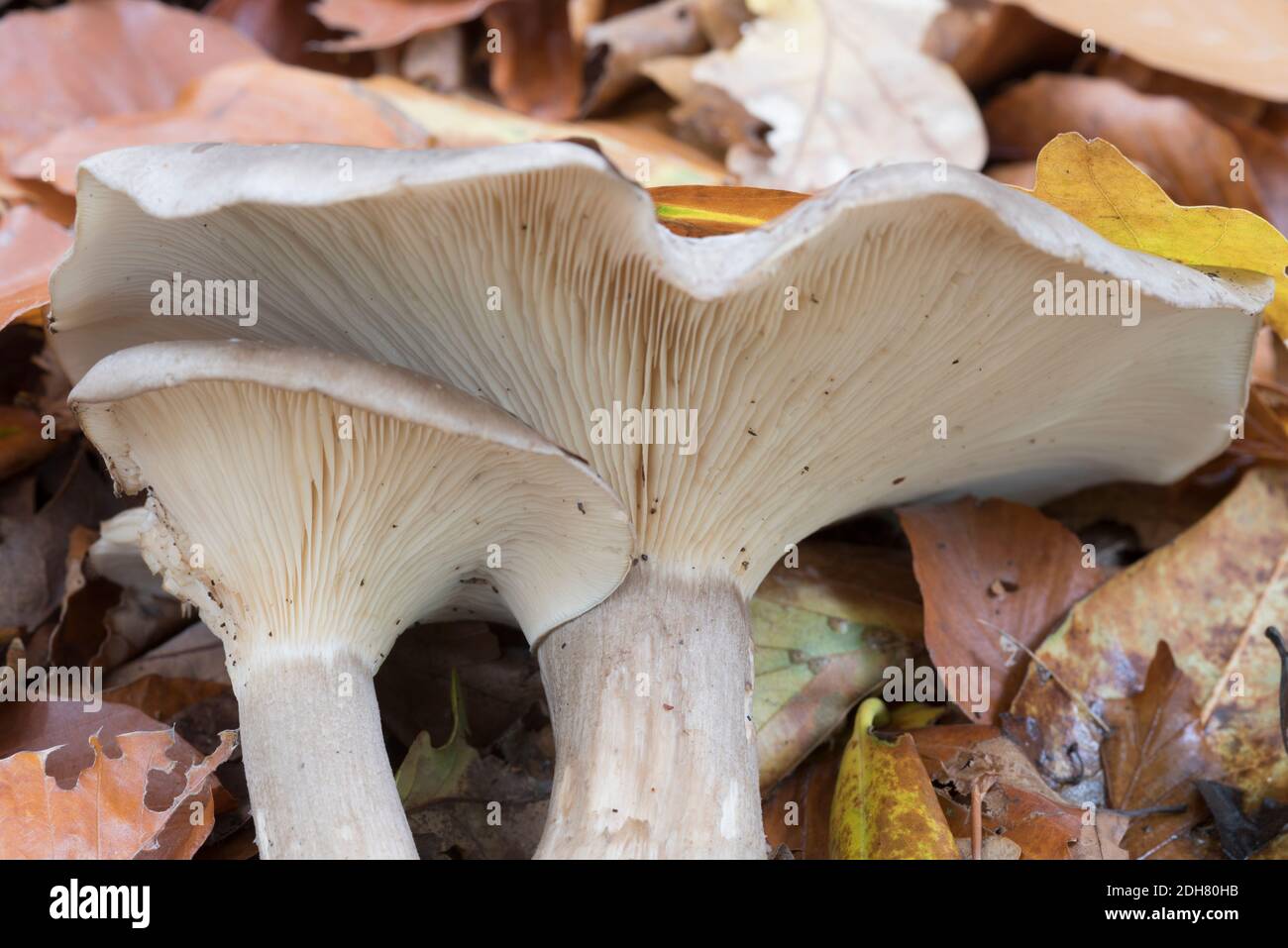Clouded Funnel fungus (Clitocybe nebularis Stock Photo - Alamy