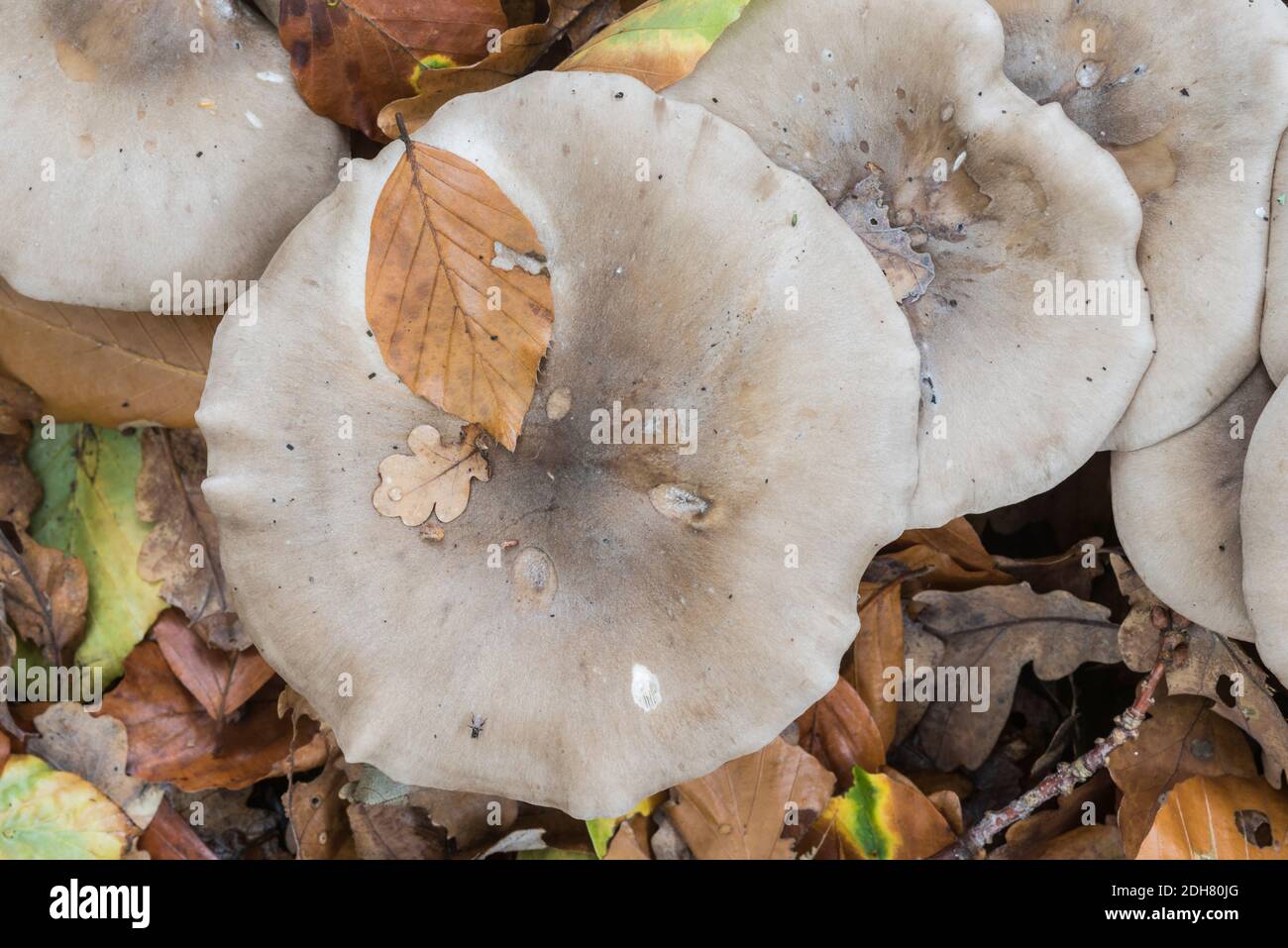 Clouded Funnel fungus (Clitocybe nebularis Stock Photo - Alamy