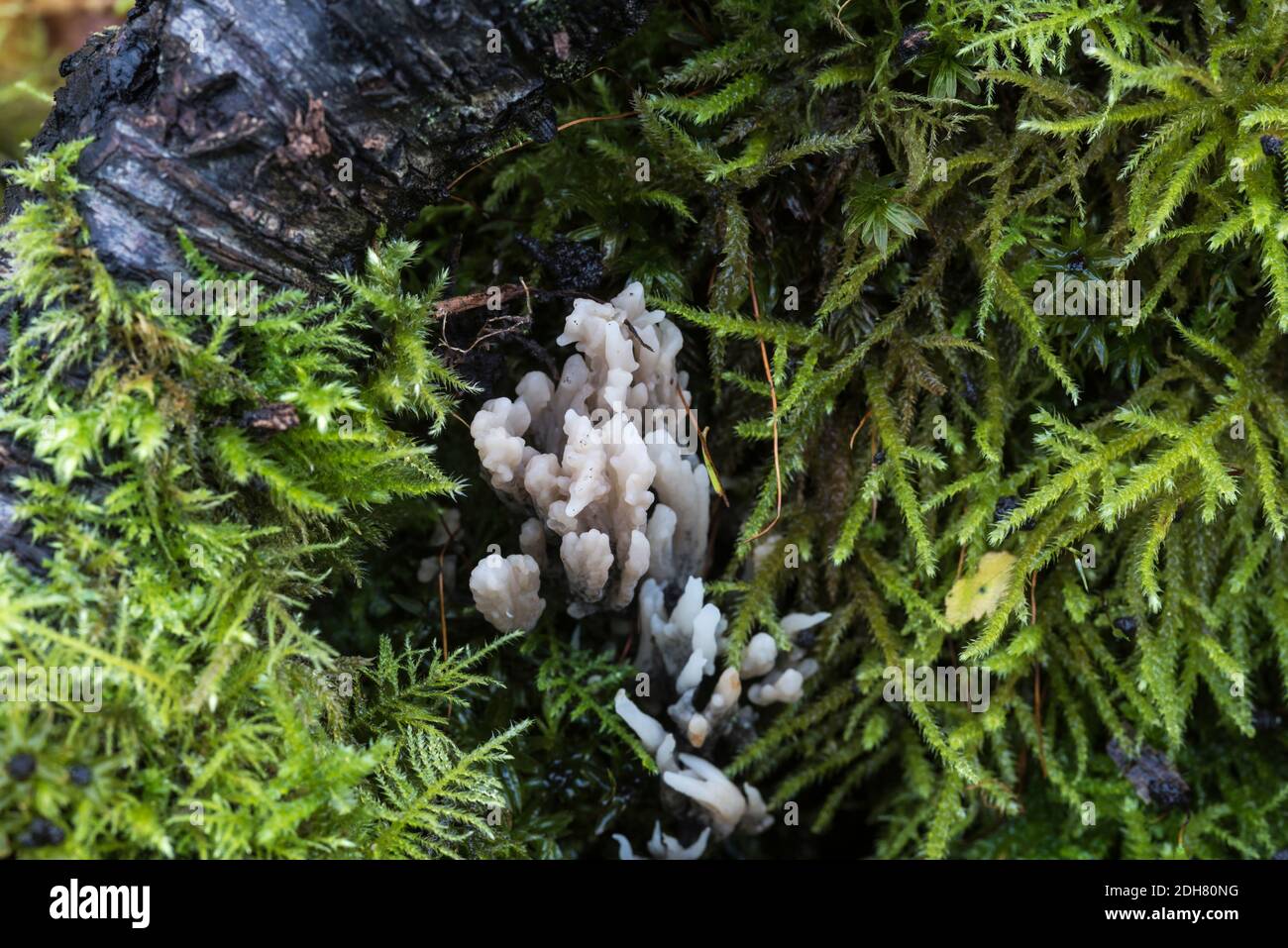 A Coral Fungus (Ramaria sp Stock Photo - Alamy