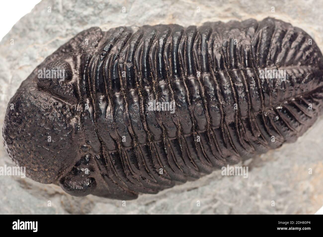Ordovician invertebrate fossilized shell animal extinction paleozoic hi ...