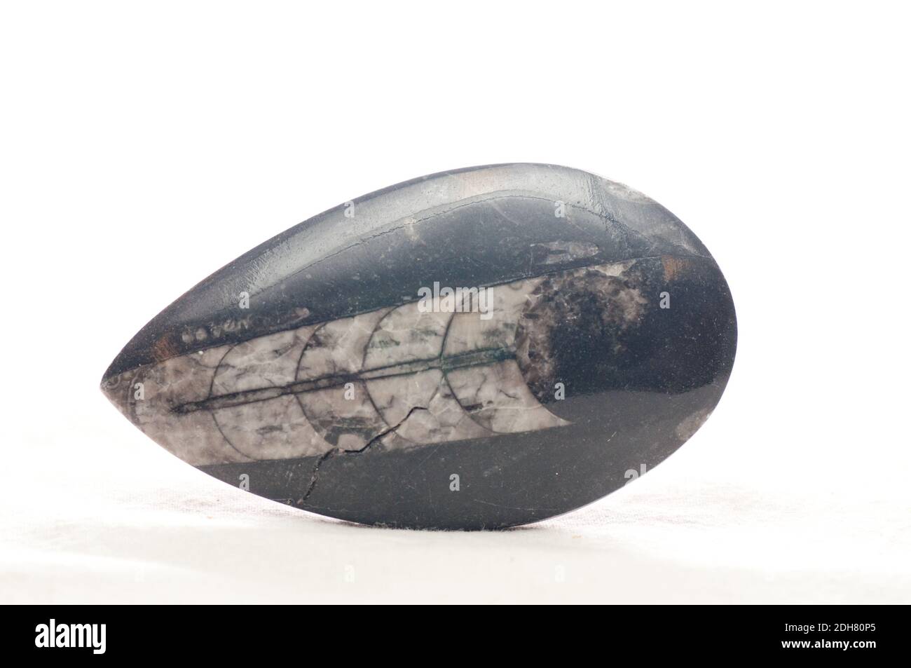 fossil sedimentary rock sample, rare earth specimen Stock Photo - Alamy