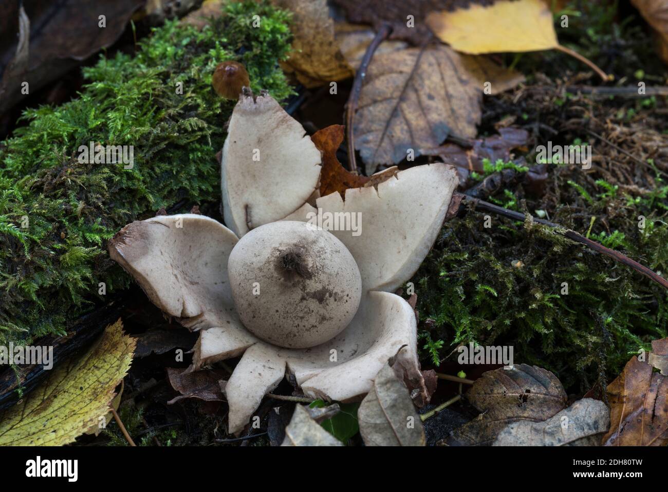 Earth star fungus hi-res stock photography and images - Alamy