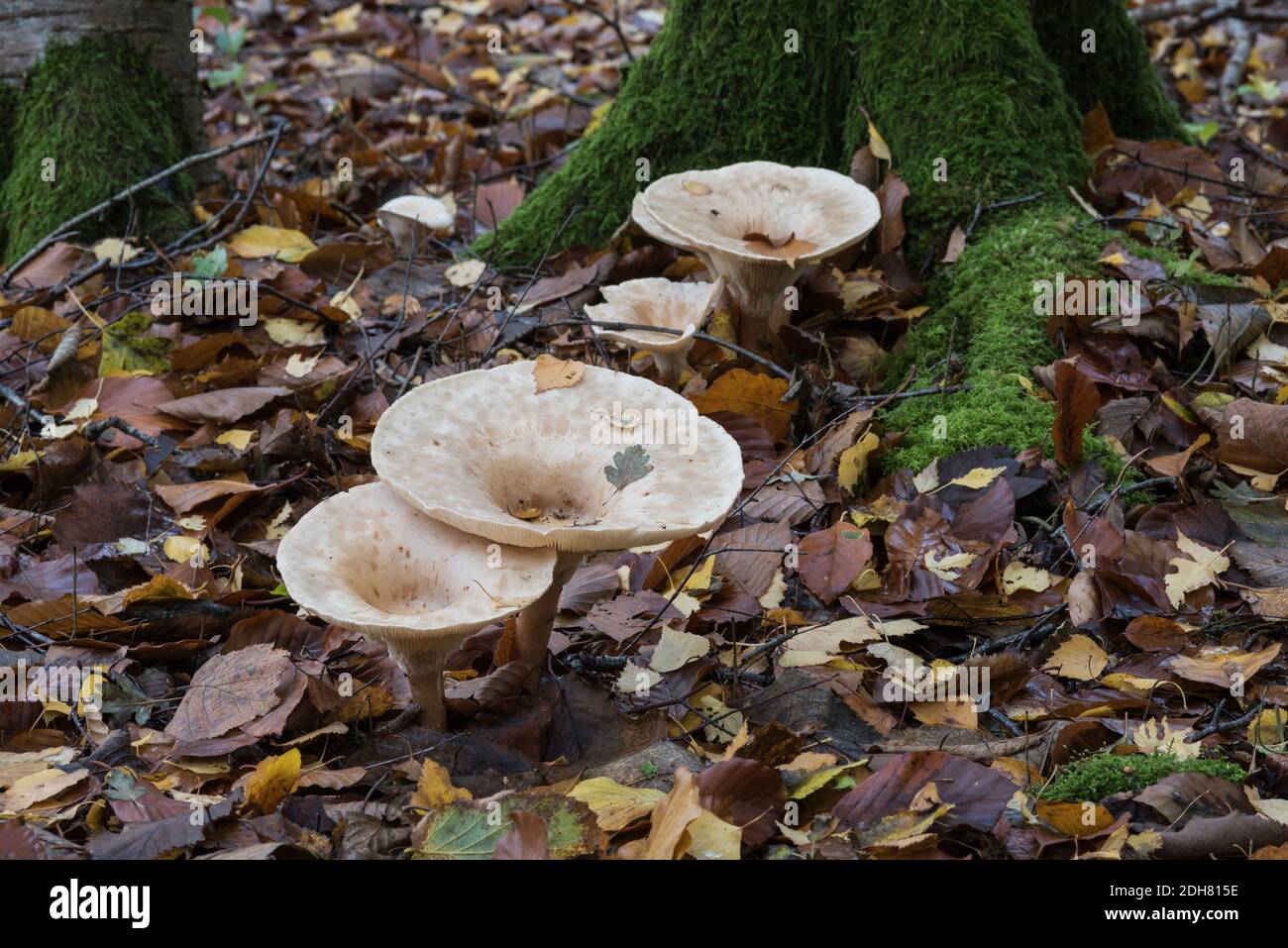 Funnel fungus (Clitocybe sp) in a Beech Woodland Stock Photo - Alamy