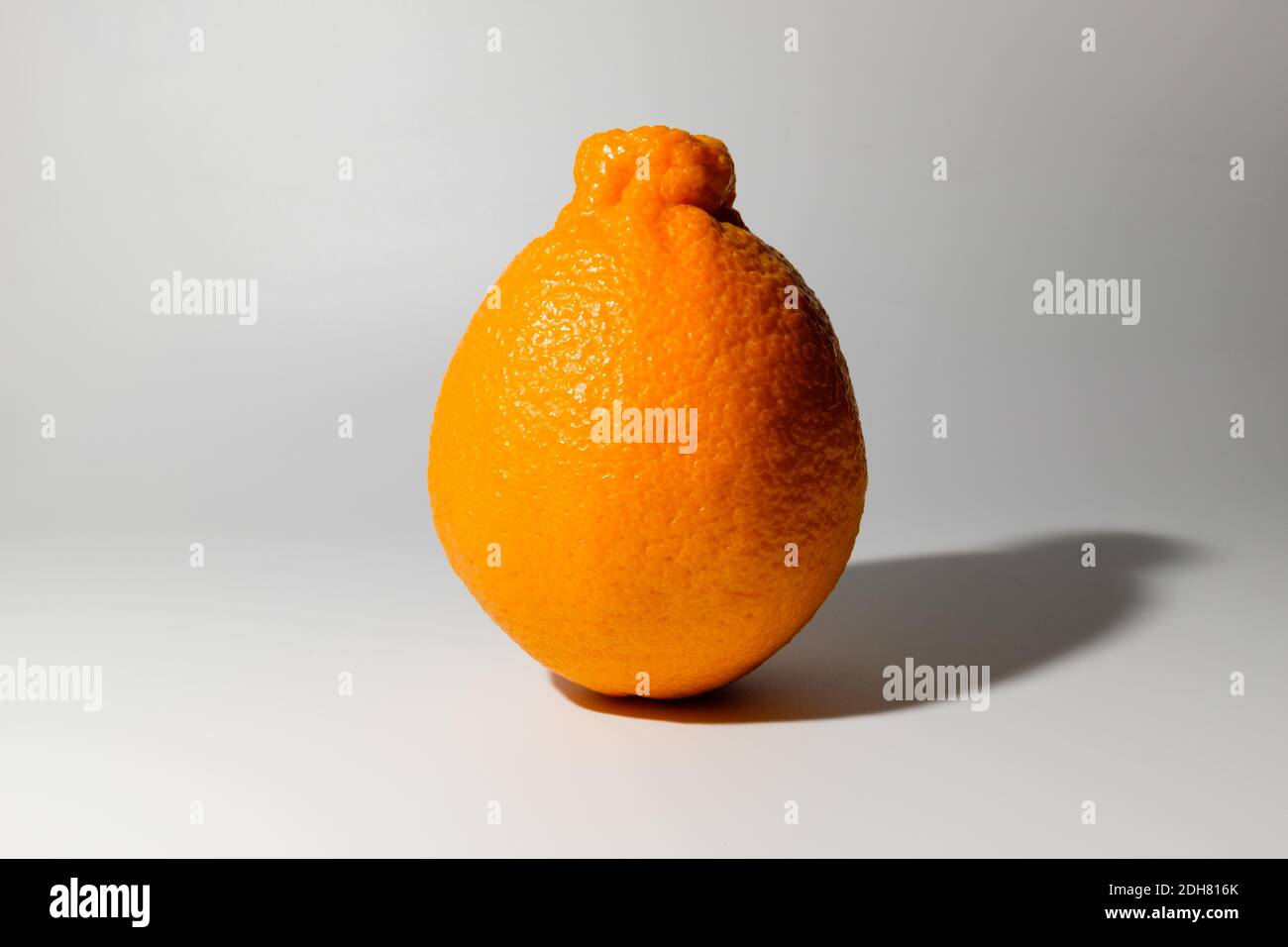 Jeju Island Citrus Hallabong on white background Stock Photo - Alamy