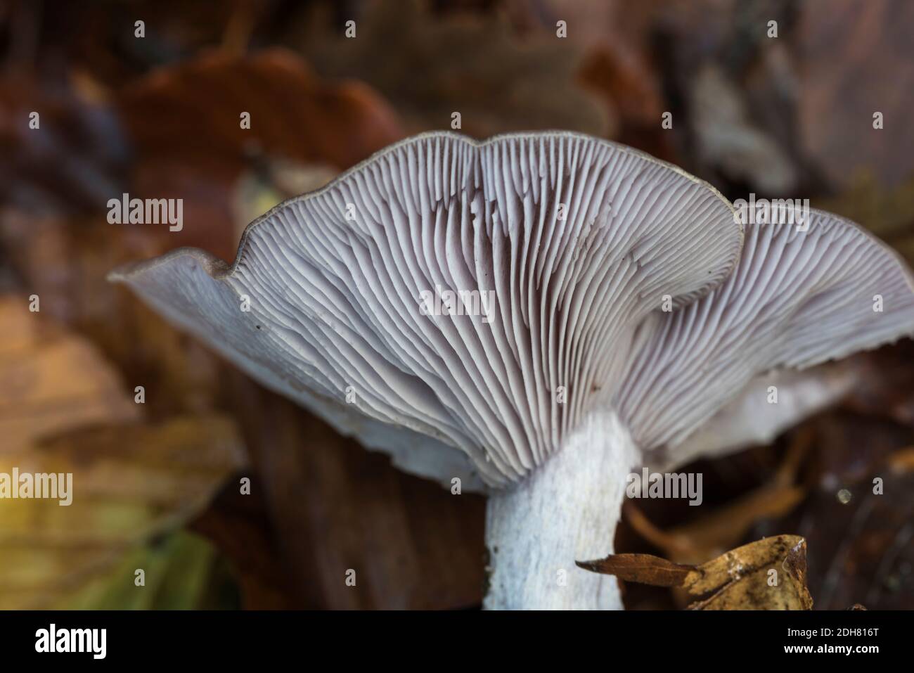 A funnel leaf hi-res stock photography and images - Alamy