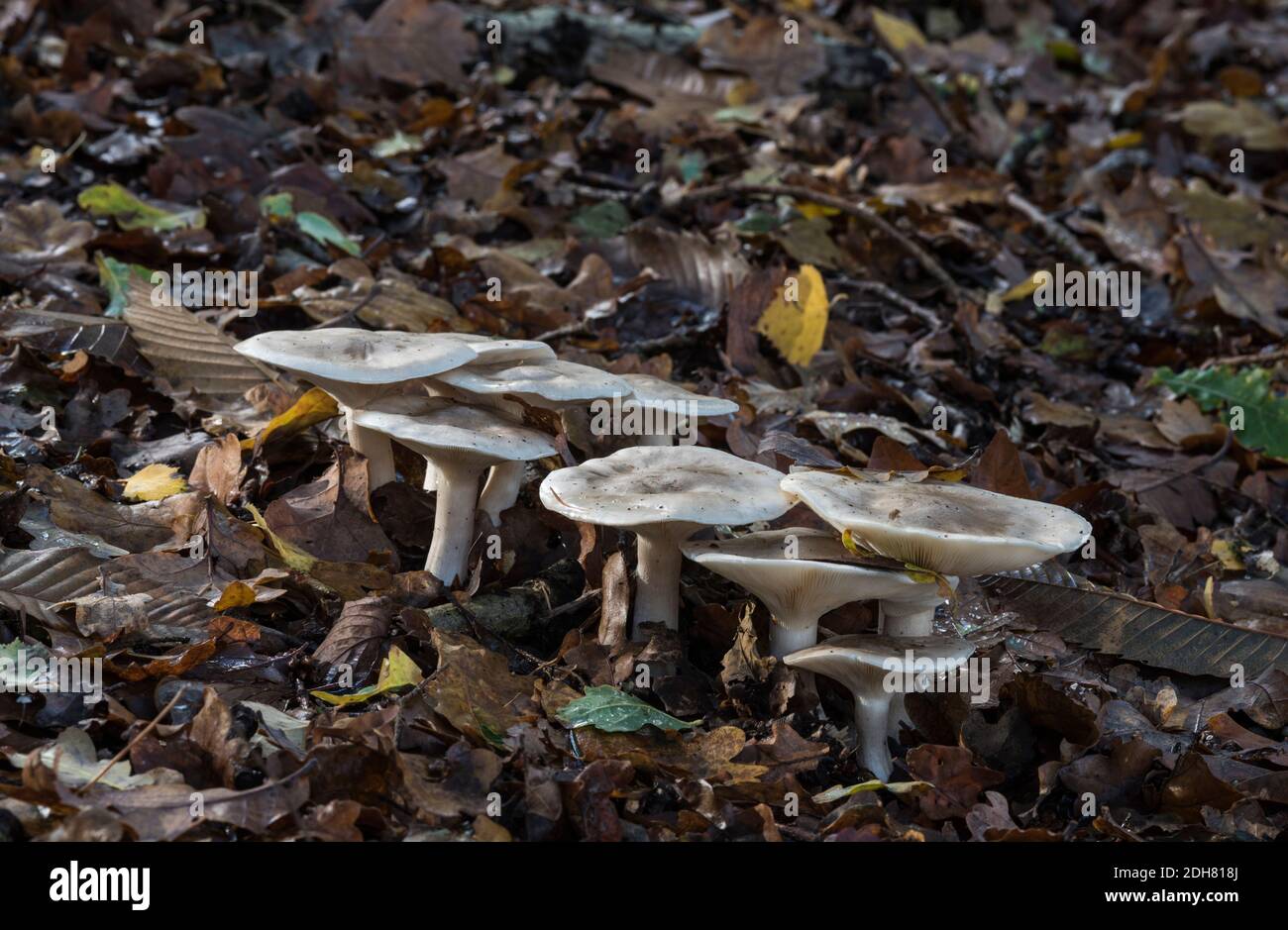 Fungus in beech woodland uk hi-res stock photography and images - Alamy