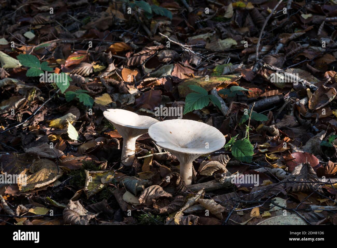 A Funnel Fungus (Clitocybe sp Stock Photo - Alamy