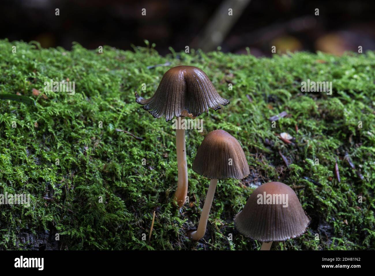 Inkcap Fungus (Coprinus sp Stock Photo - Alamy