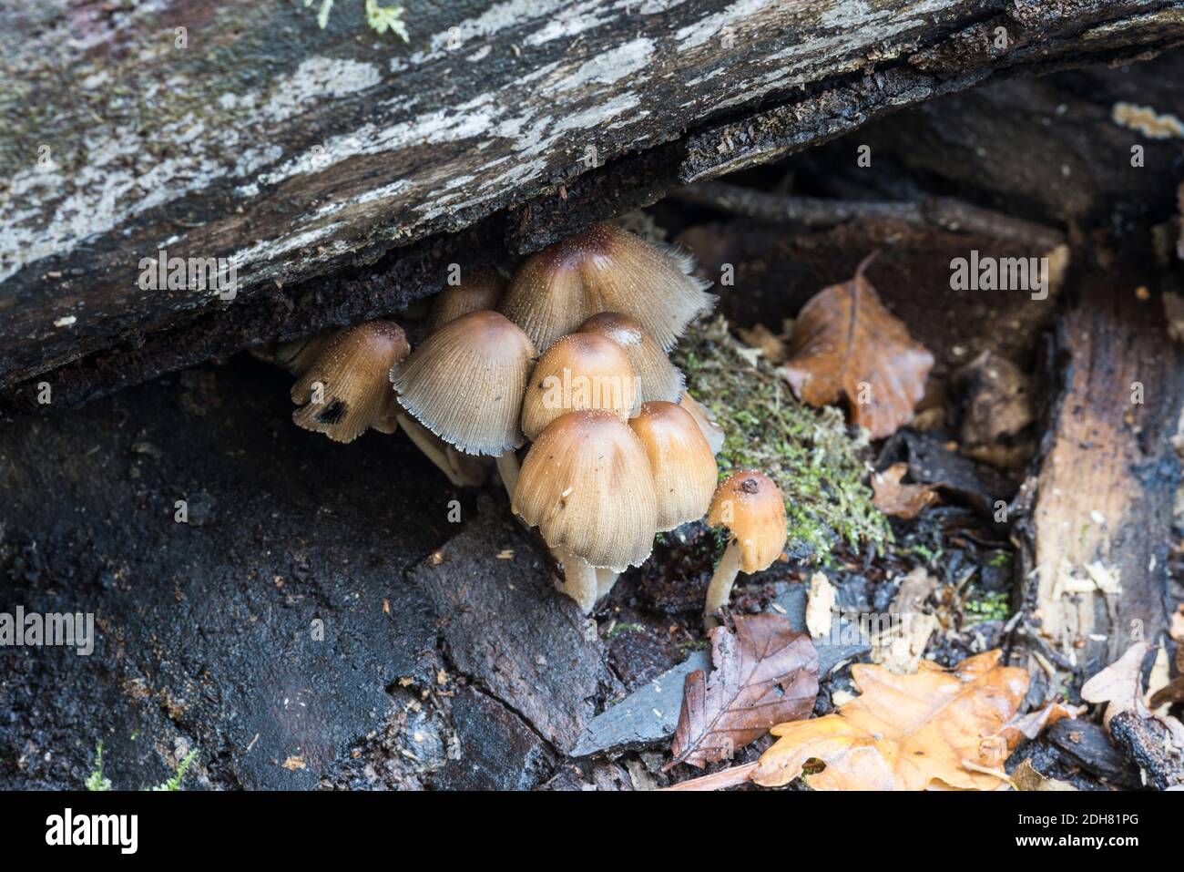 Coprinus Sp High Resolution Stock Photography and Images - Alamy