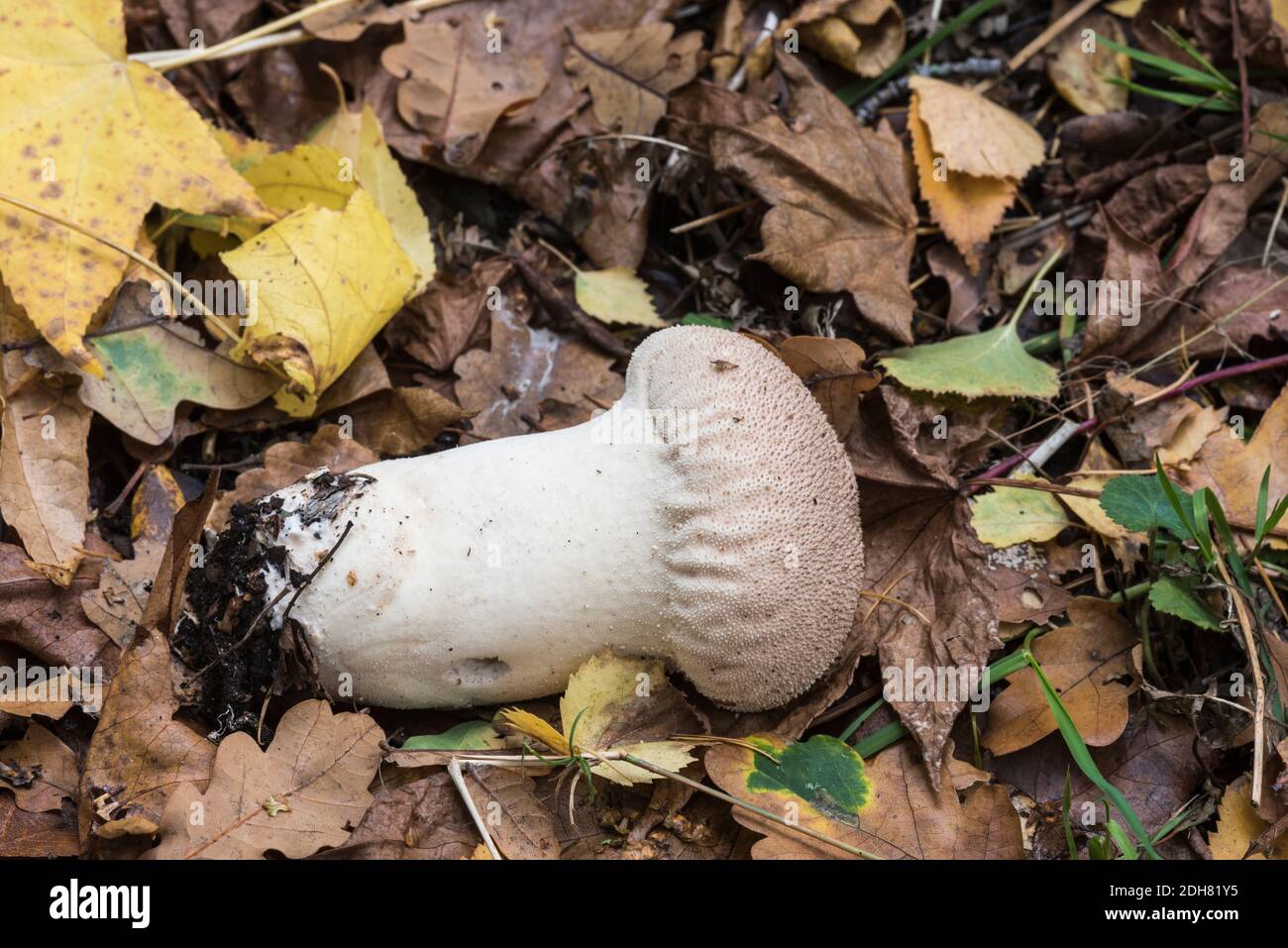Mosaic Puffball (Handkea utriformis). Larger than several other ...